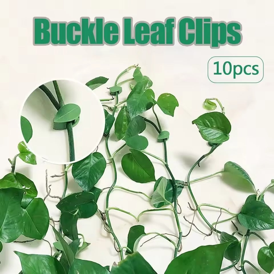 Plant Climbing Hooks – Duvera
